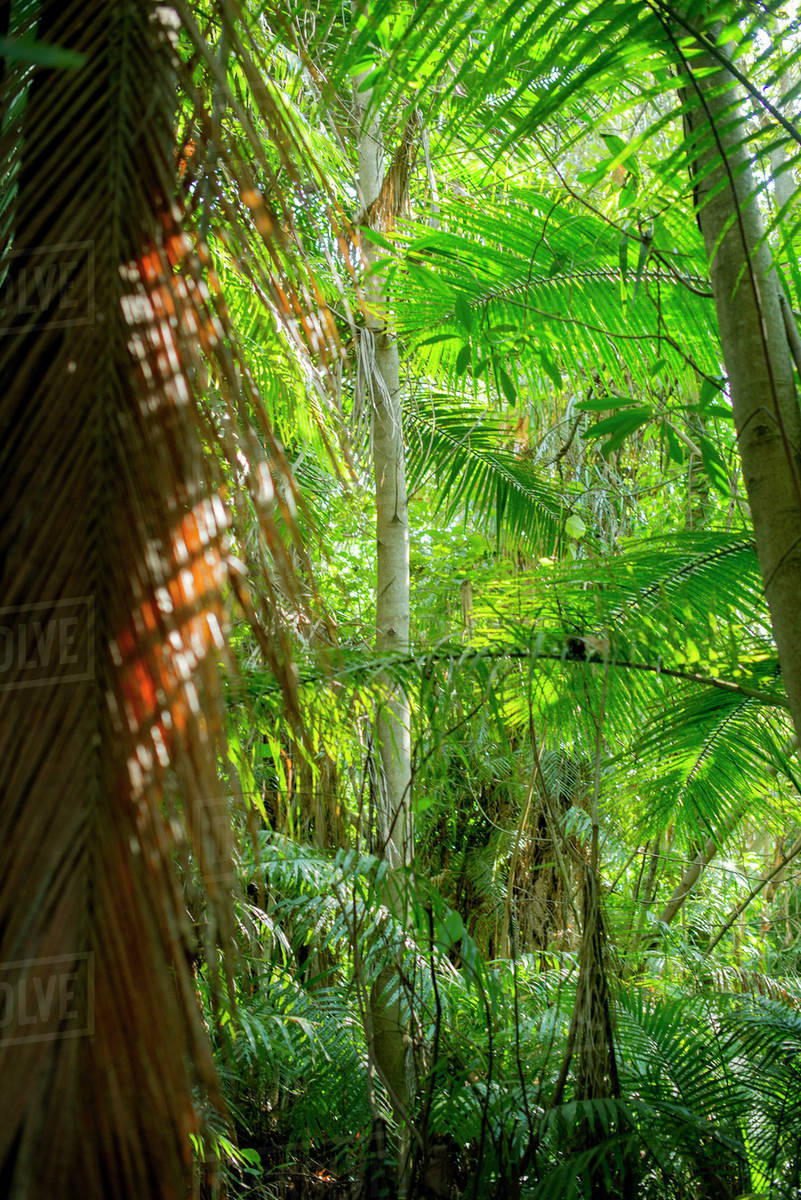 Lush tropical folliage - Royalty-free Stock Photo | Dissolve