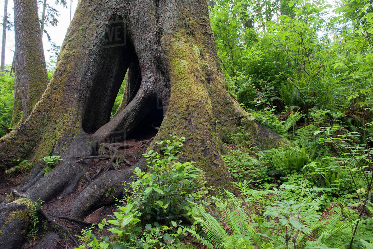 Hollow Sitka spruce tree trunk - Royalty-free Stock Photo | Dissolve