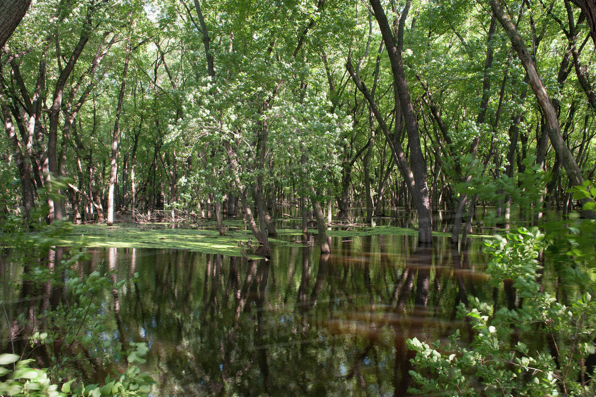 Tranquil swamp - Stock Photo - Dissolve