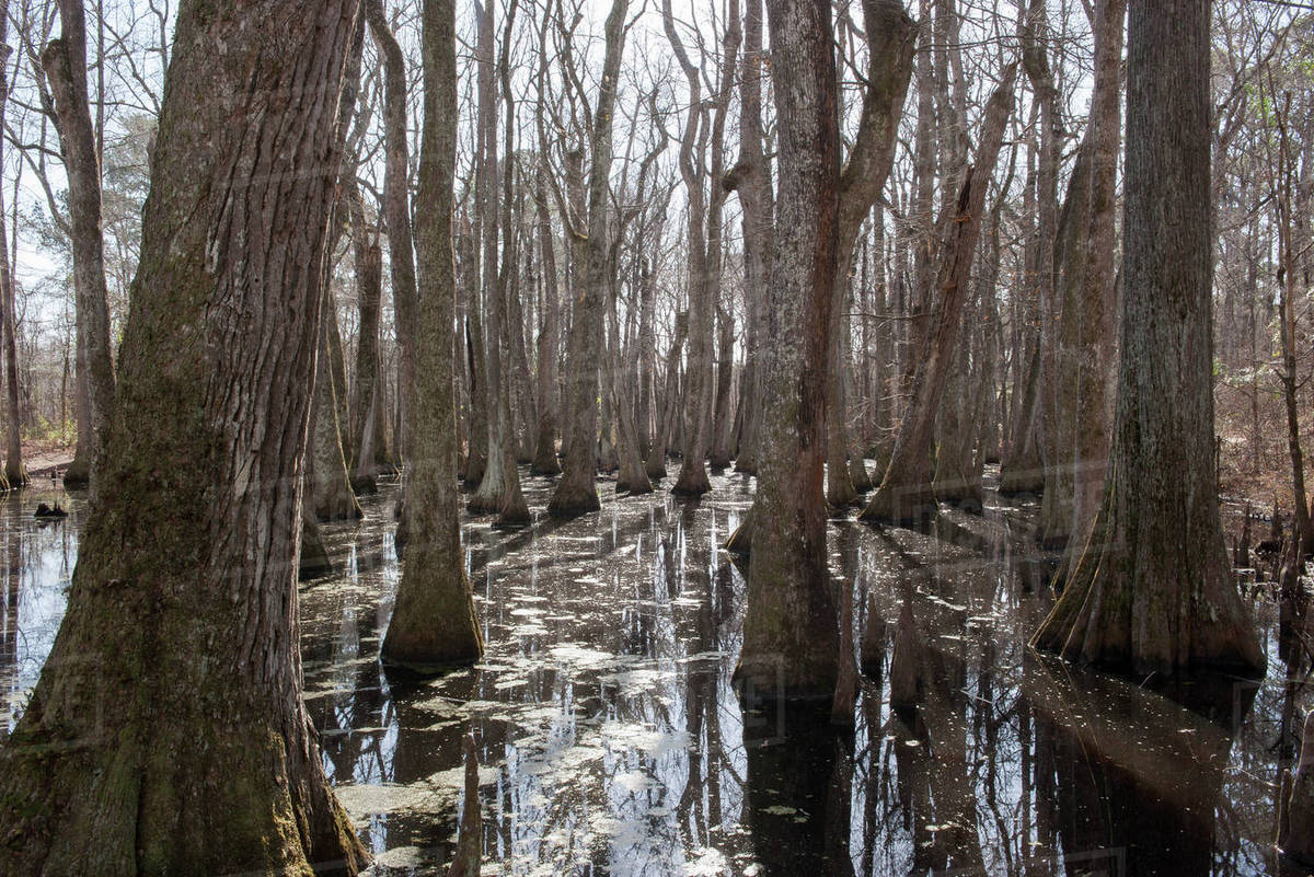 Trees growing in swamp - Royalty-free Stock Photo | Dissolve
