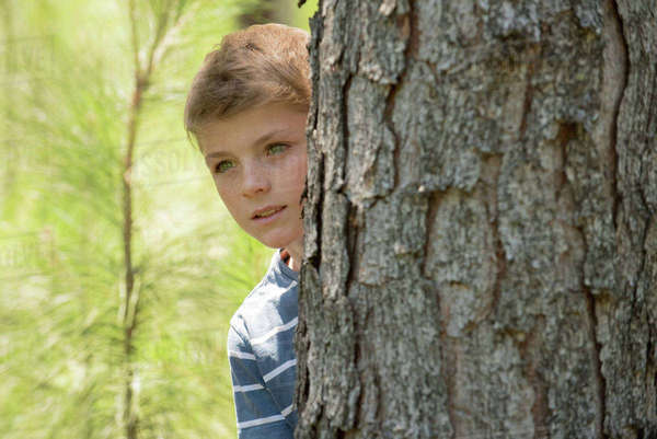 Boy peeking around tree trunk - Stock Photo - Dissolve
