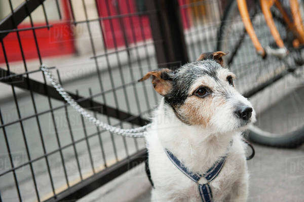 Dog chained to fence - Royalty-free Stock Photo | Dissolve