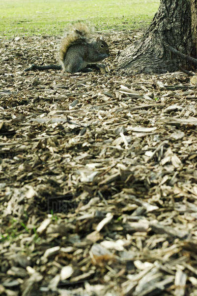 Squirrel eating in spring, Chicago Lincoln Park - Royalty-free Stock ...