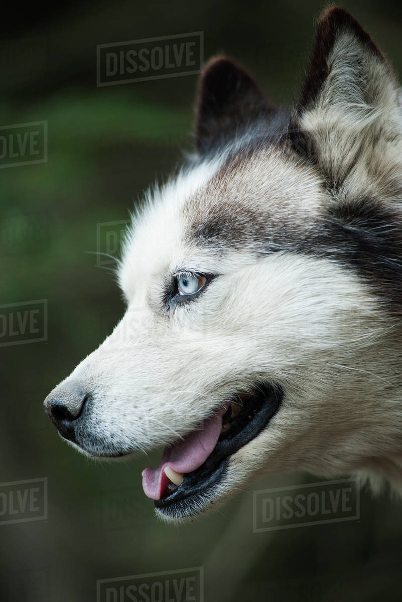 Husky, profile - Royalty-free Stock Photo | Dissolve