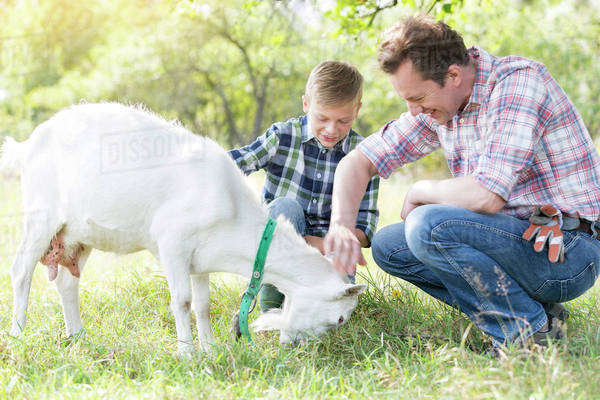 Father and son petting goat - Stock Photo - Dissolve