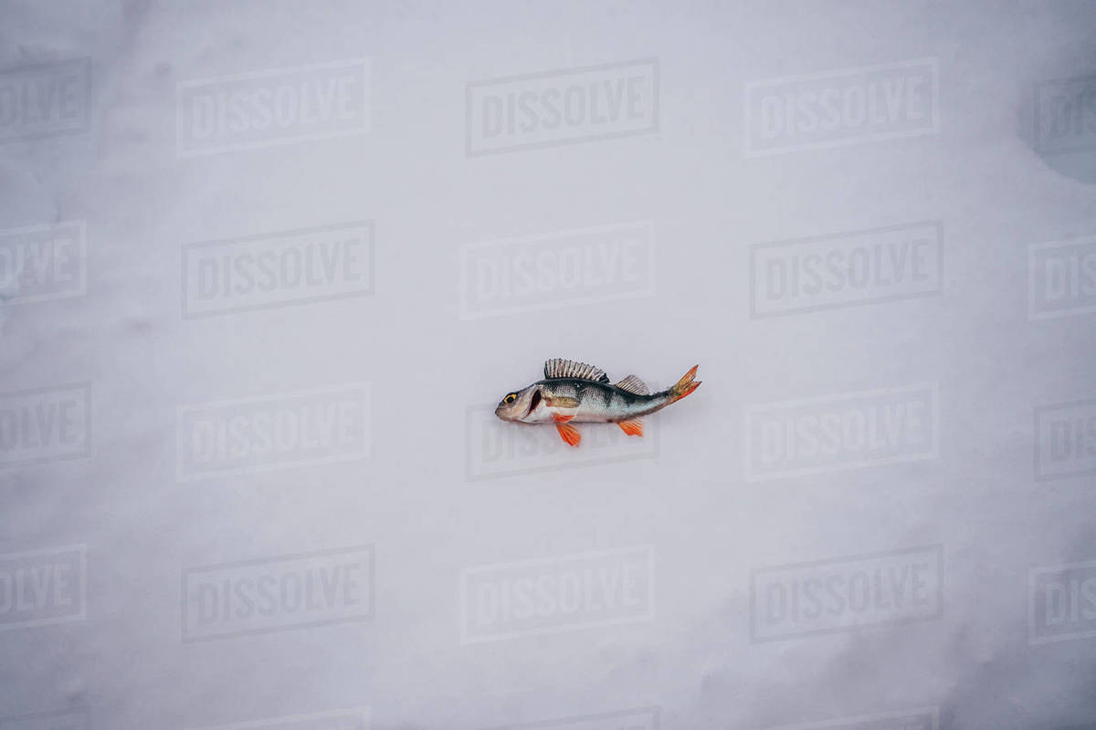 Dead fish laying on snow - Royalty-free Stock Photo | Dissolve