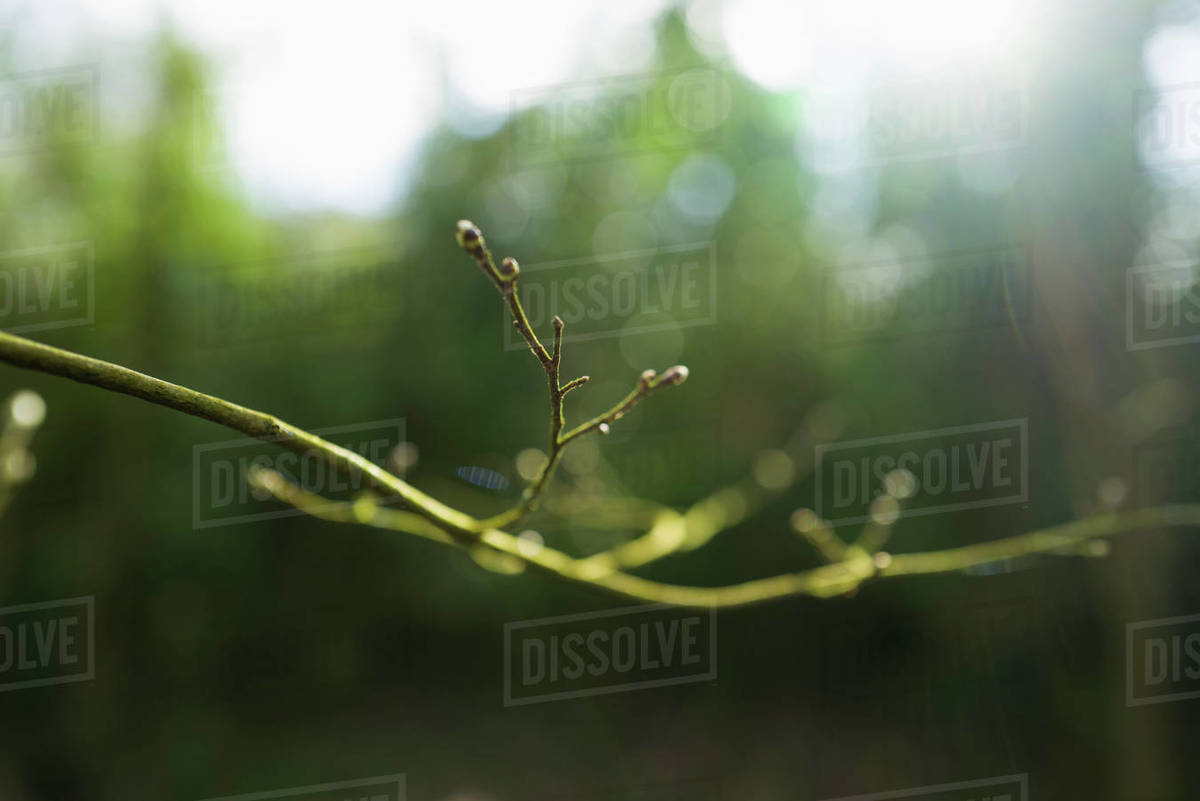 Close up buds on green tree branch - Stock Photo - Dissolve