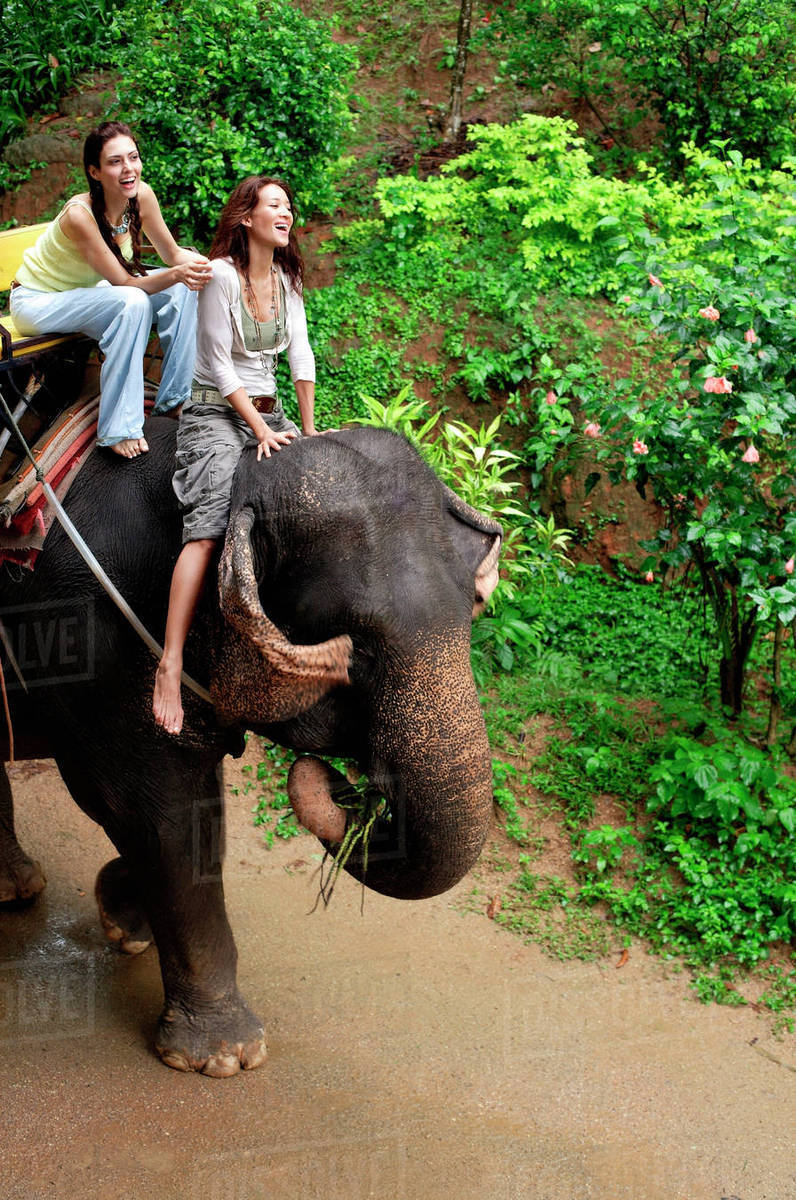 Young women riding an elephant in Phuket, Thailand - Royalty-free Stock ...
