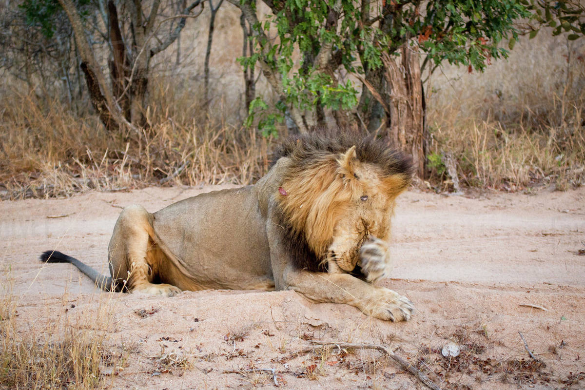 A male lion rubbing his face with his paw - Royalty-free Stock Photo ...