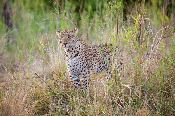 A leopard standing alertly in grass - Royalty-free Stock Photo | Dissolve