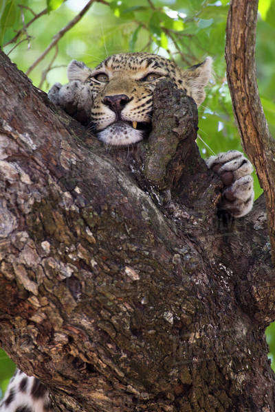 A leopard rubbing its face against tree bark - Royalty-free Stock Photo ...