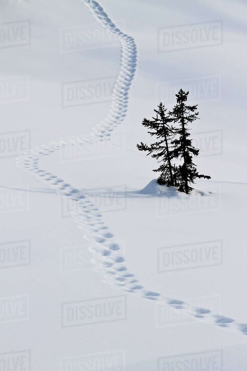 Footstep trail on snow - Royalty-free Stock Photo | Dissolve