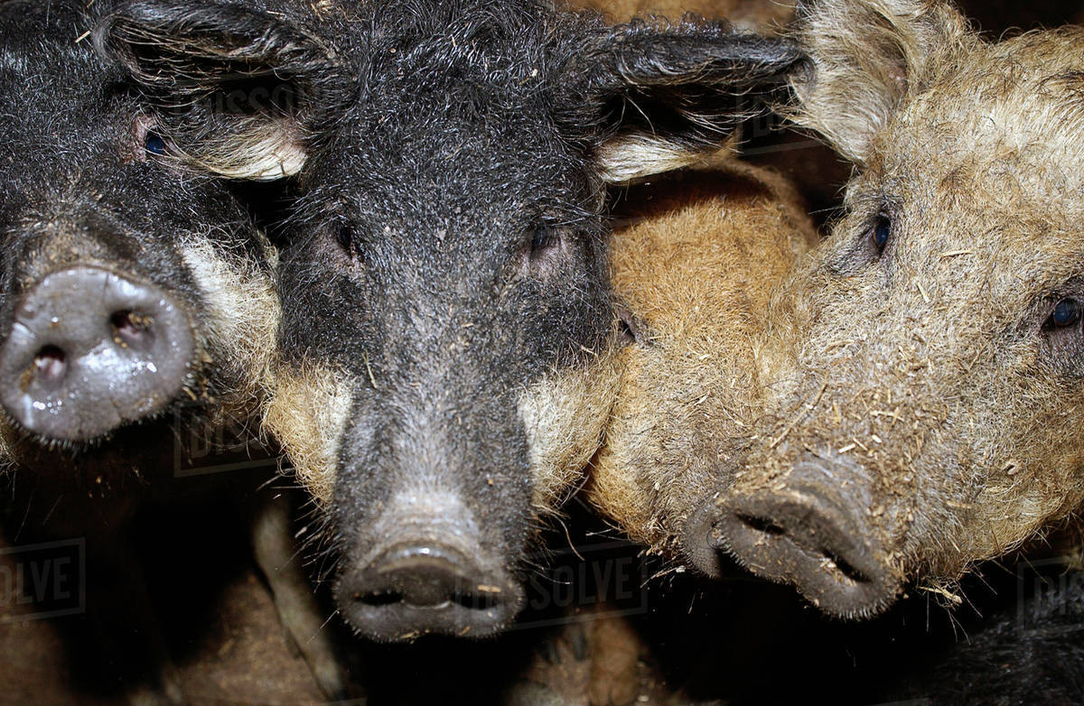 Pigs in a row - Royalty-free Stock Photo | Dissolve