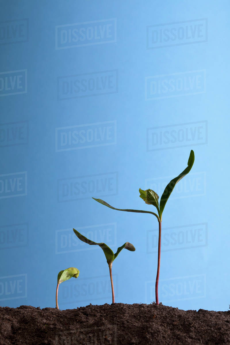 Three plants in a row - Royalty-free Stock Photo | Dissolve