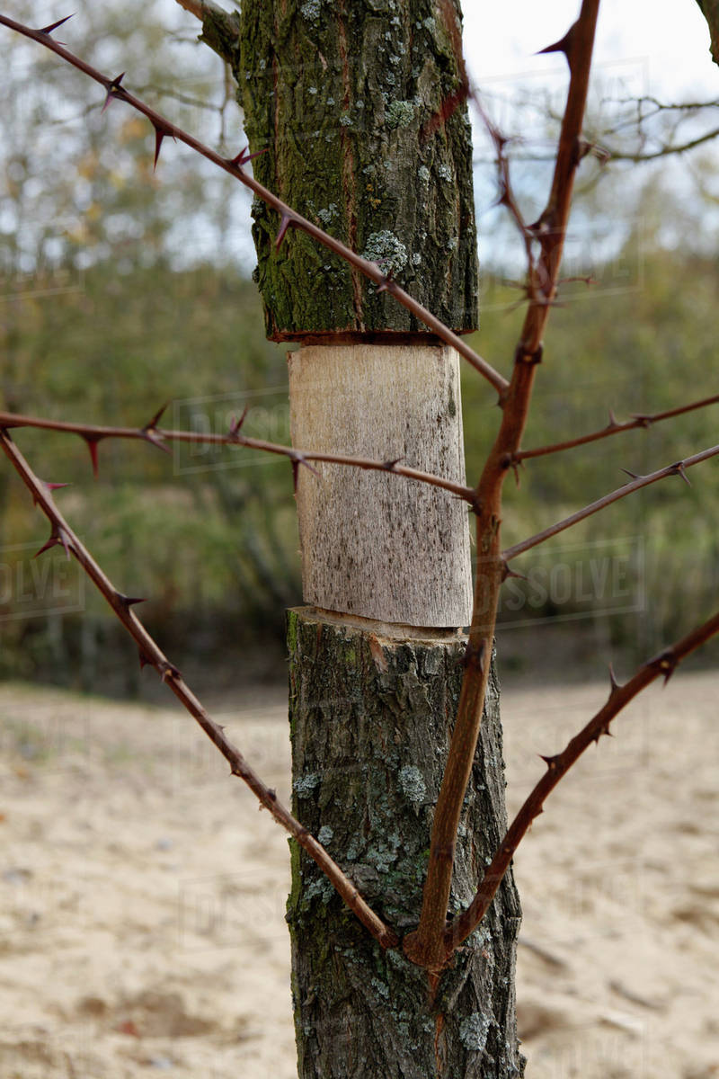A thorny tree missing a piece of bark - Stock Photo - Dissolve