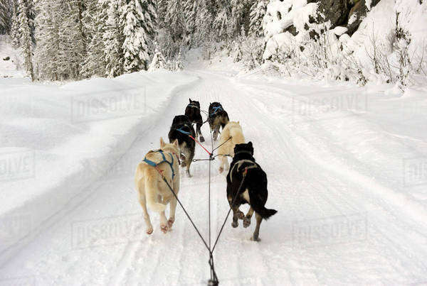 Rear view of dogs pulling a sled through snow - Royalty-free Stock ...