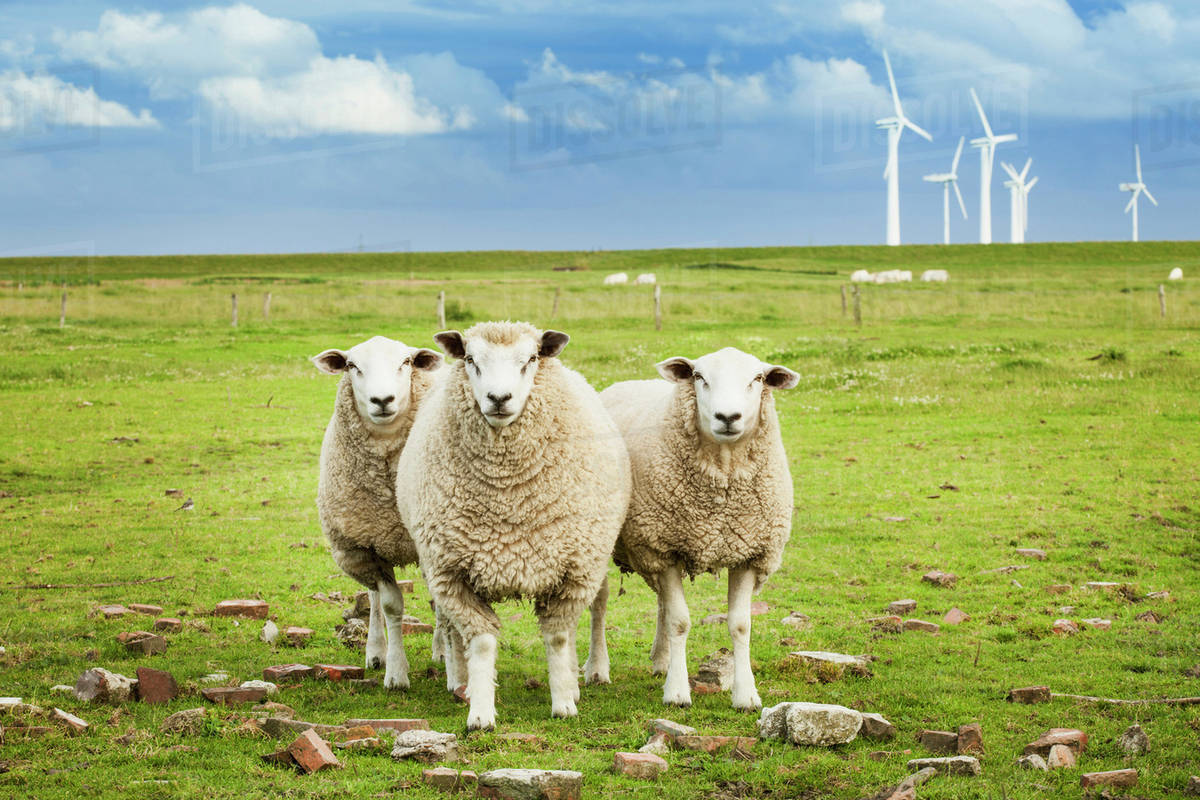 Three sheep on pasture with wind farm in background in Schleswig ...