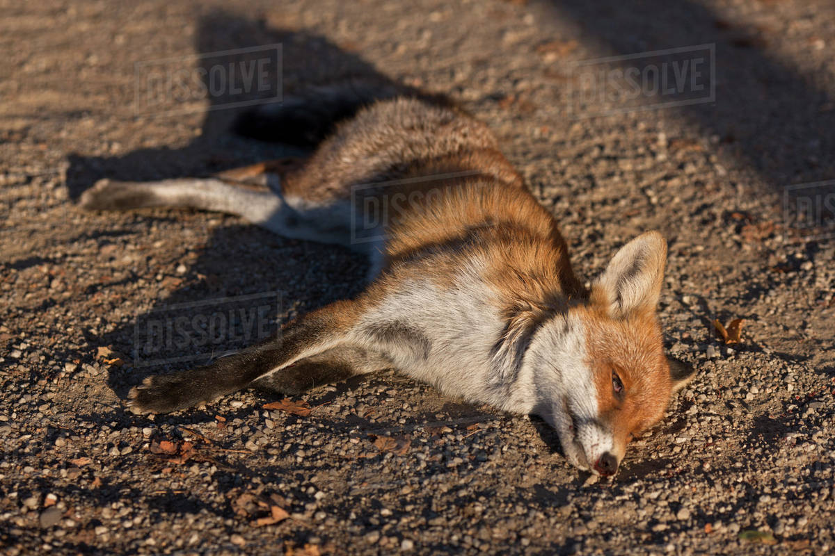 A dead fox lying on dirt - Stock Photo - Dissolve
