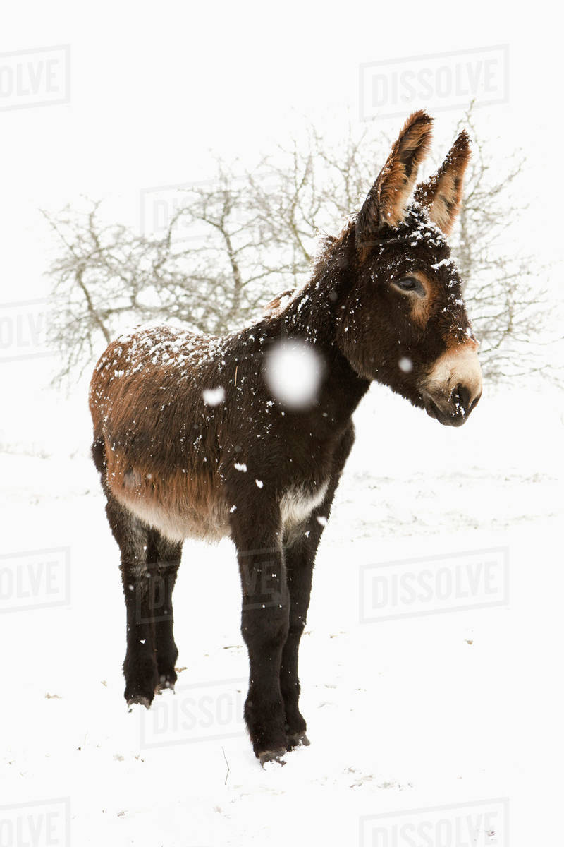 Donkey standing in snow - Royalty-free Stock Photo | Dissolve