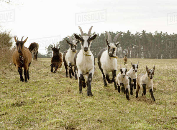 Goats running with kids - Stock Photo - Dissolve