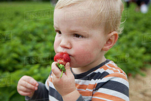 Baby boy eating strawberry, looking away - Royalty-free Stock Photo ...