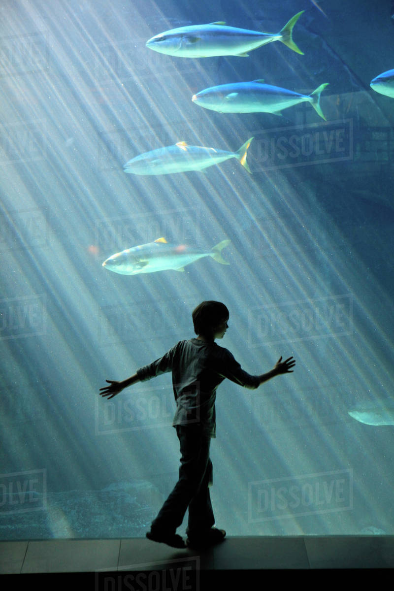Boy watching fish in aquarium - Royalty-free Stock Photo | Dissolve