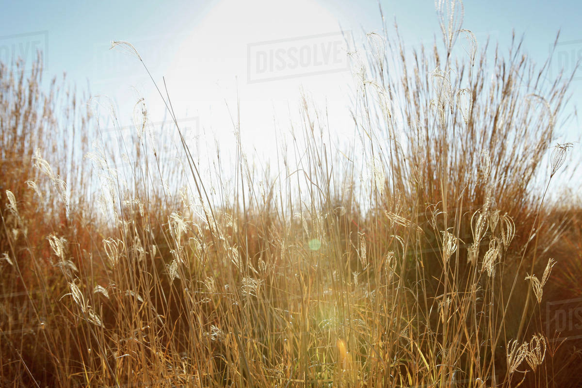 Wild grass in meadow - Royalty-free Stock Photo | Dissolve