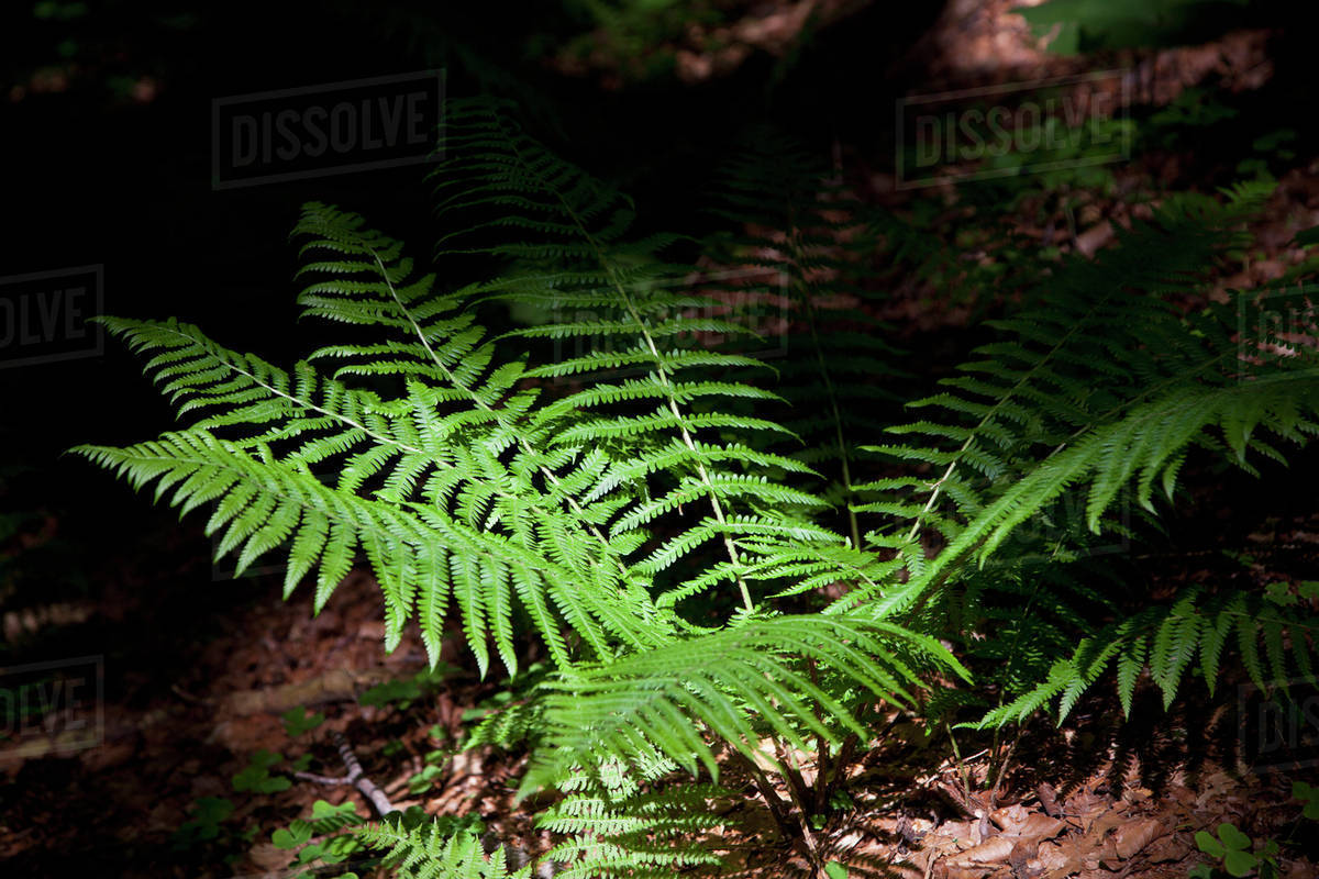Ferns in forest - Stock Photo - Dissolve