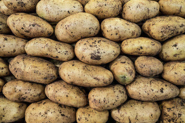Full frame shot of muddy potatoes - Stock Photo - Dissolve