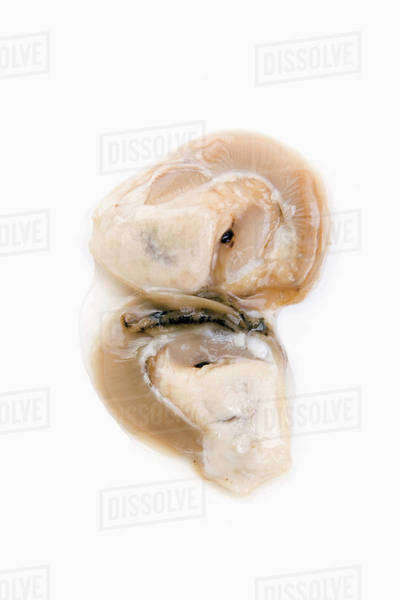 Raw goat kidney against white background - Stock Photo - Dissolve