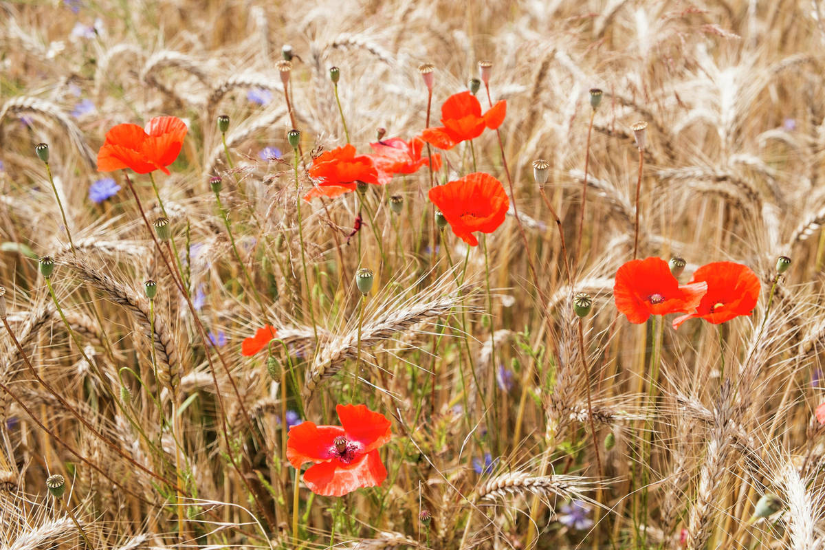 Poppy and crops growing on field - Royalty-free Stock Photo | Dissolve