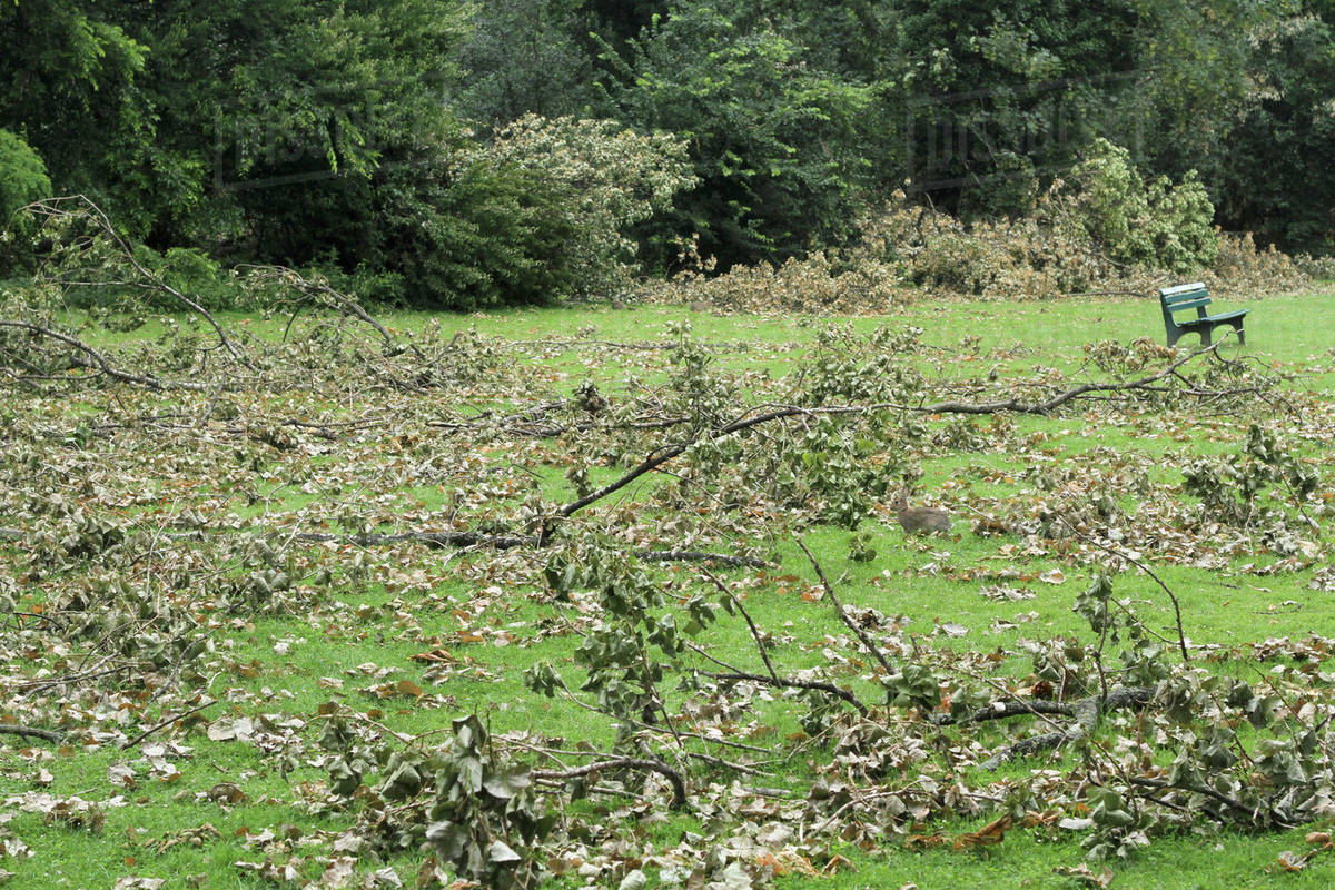 Branches fallen on grass at park - Stock Photo - Dissolve