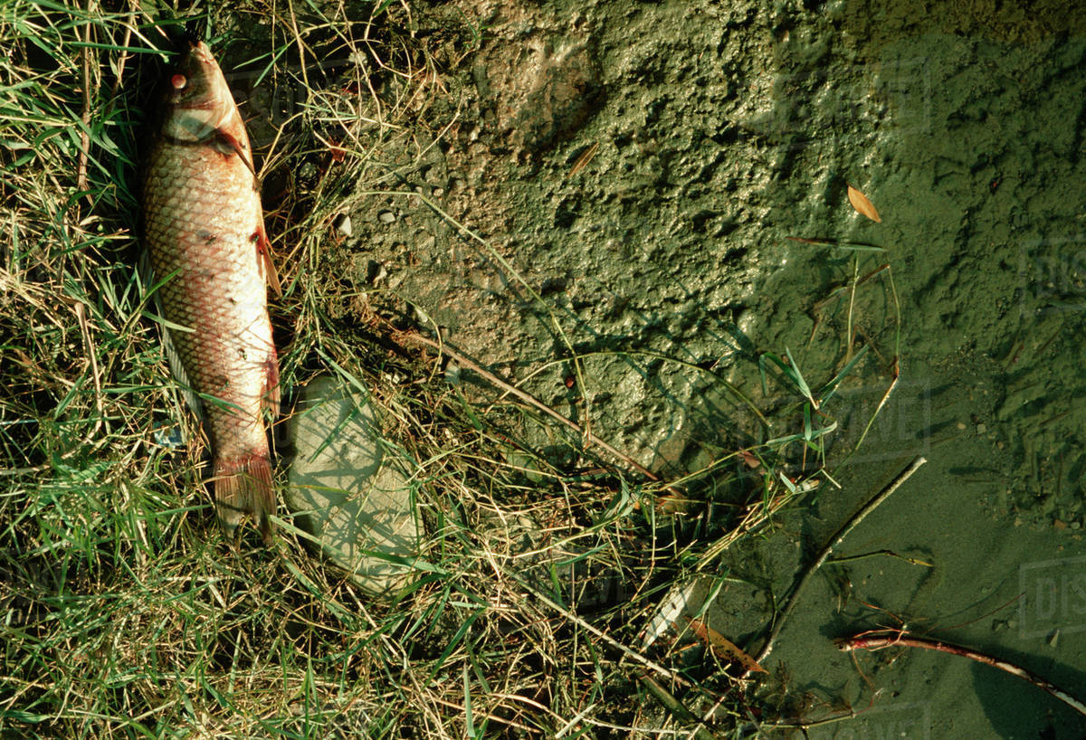 A fish on the ground - Royalty-free Stock Photo | Dissolve