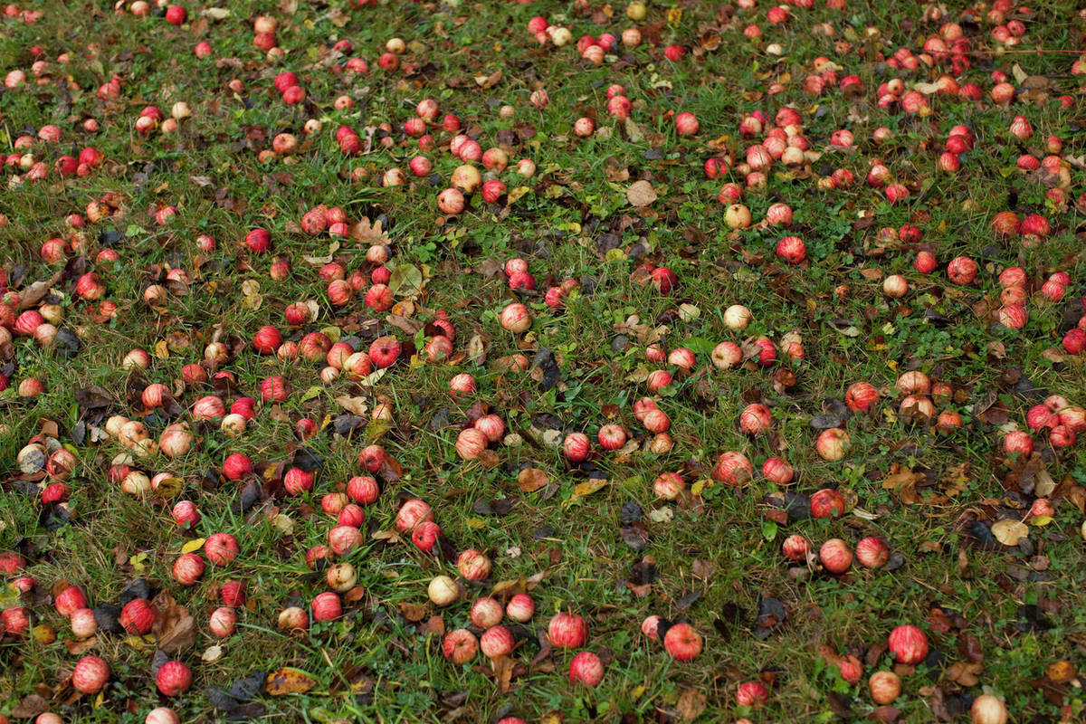 Fallen apples on the ground - Royalty-free Stock Photo | Dissolve