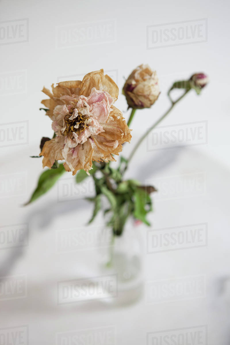 High angle view of drying flower in vase on white background - Stock ...