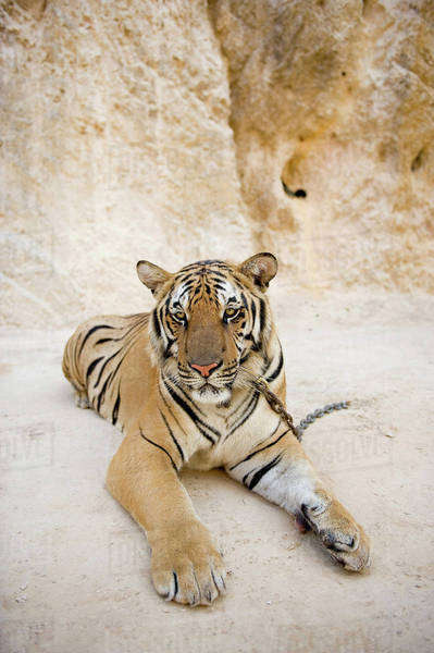 A chained tiger - Royalty-free Stock Photo | Dissolve