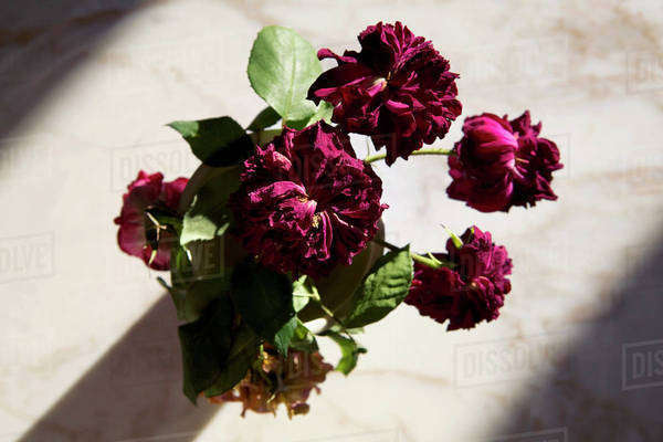 Dying red flowers - Royalty-free Stock Photo | Dissolve