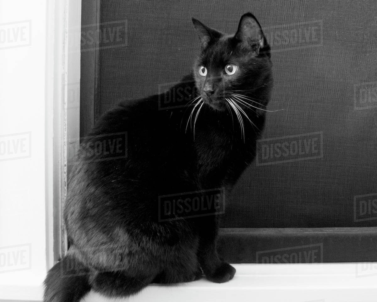 Black cat - Royalty-free Stock Photo | Dissolve