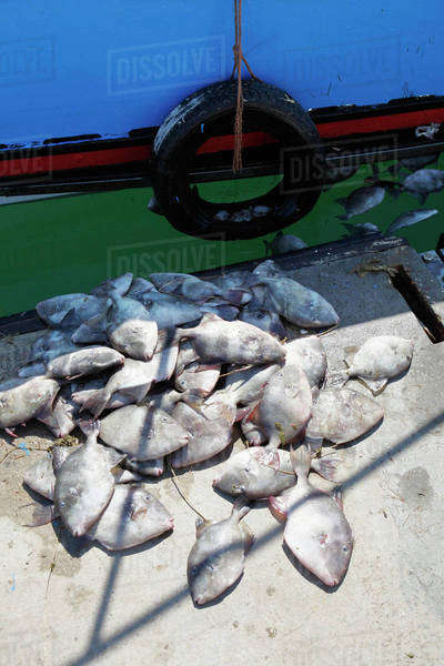 Pile of dead fish at the edge of a dock - Royalty-free Stock Photo ...