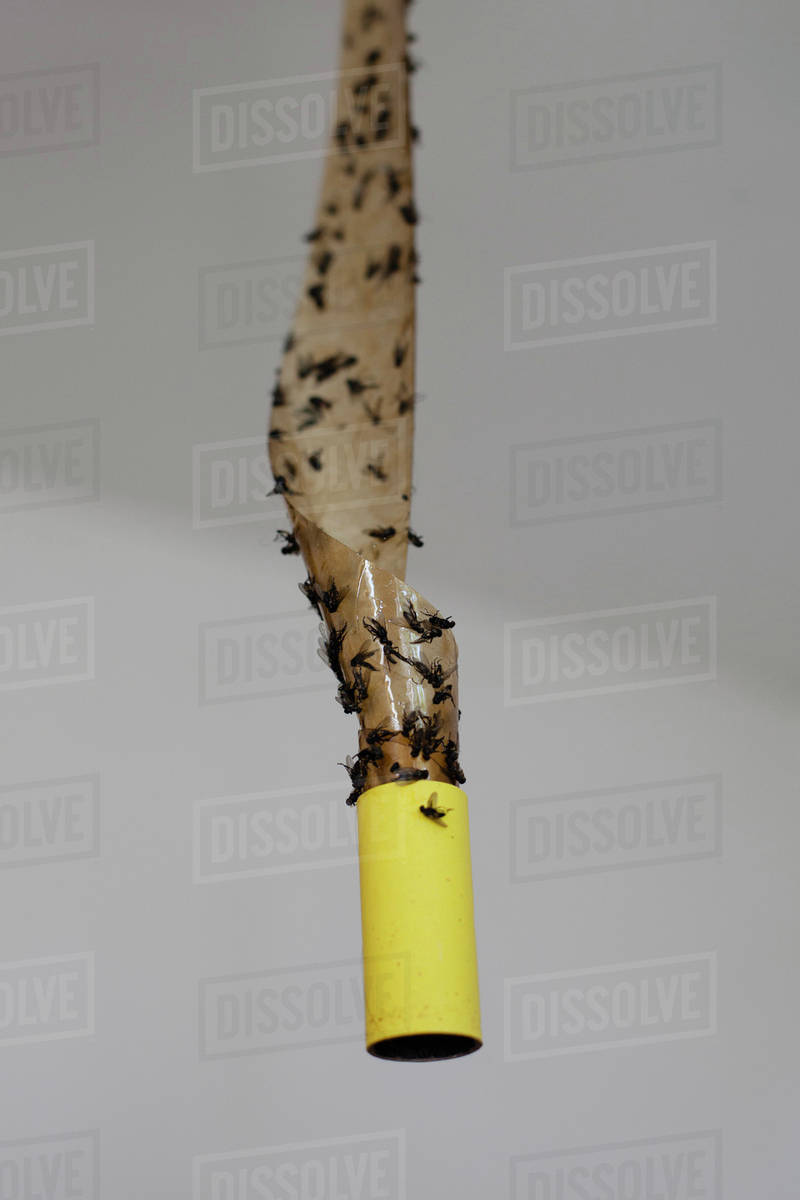 Close-up of dead flies stuck on flypaper against gray background ...