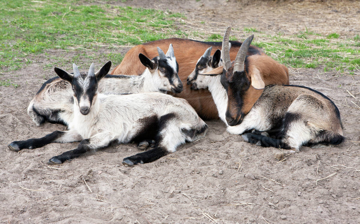 High angle view of goats relaxing on field - Royalty-free Stock Photo ...