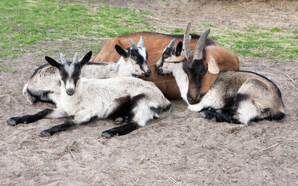 High angle view of goats relaxing on field - Royalty-free Stock Photo ...
