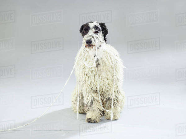 Portrait of dog with rope against white background - Royalty-free Stock ...