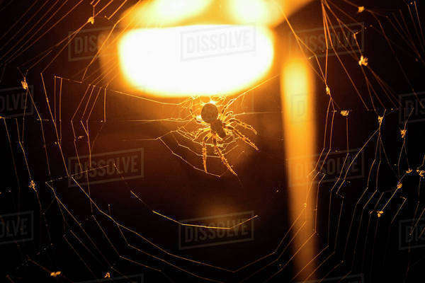 Close-up of spider on web against illuminated background - Stock Photo ...