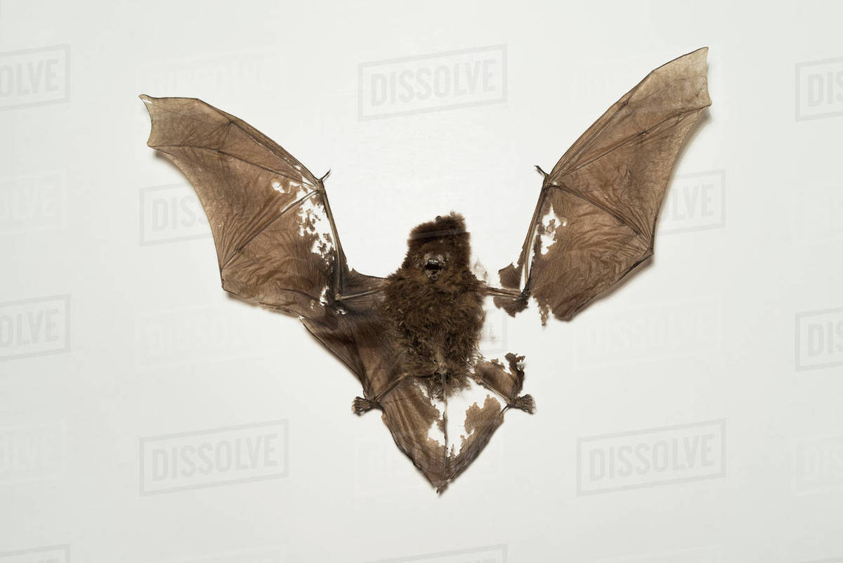 Close-up of bat fossil against white background - Stock Photo - Dissolve