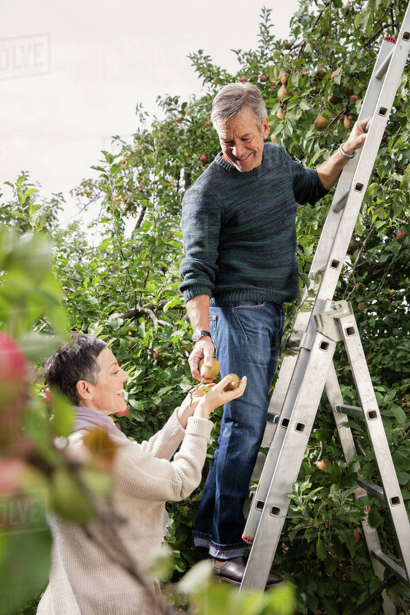 Happy man on ladder picking pears from tree with woman in orchard ...