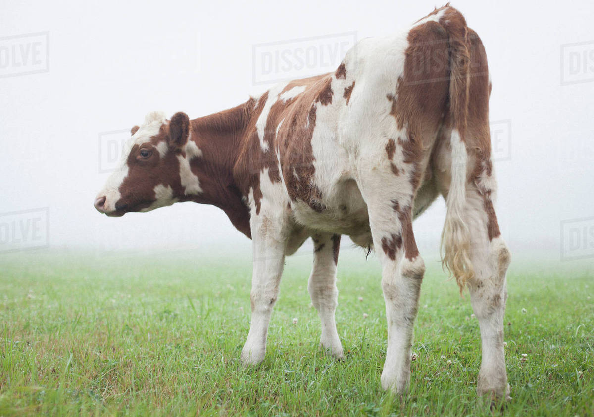Side view of cow standing on field - Royalty-free Stock Photo | Dissolve