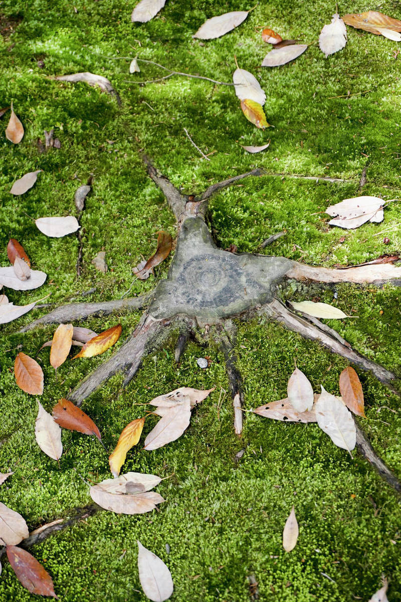 High angle view of tree stump amidst fallen leaves on grass, Kyoto ...
