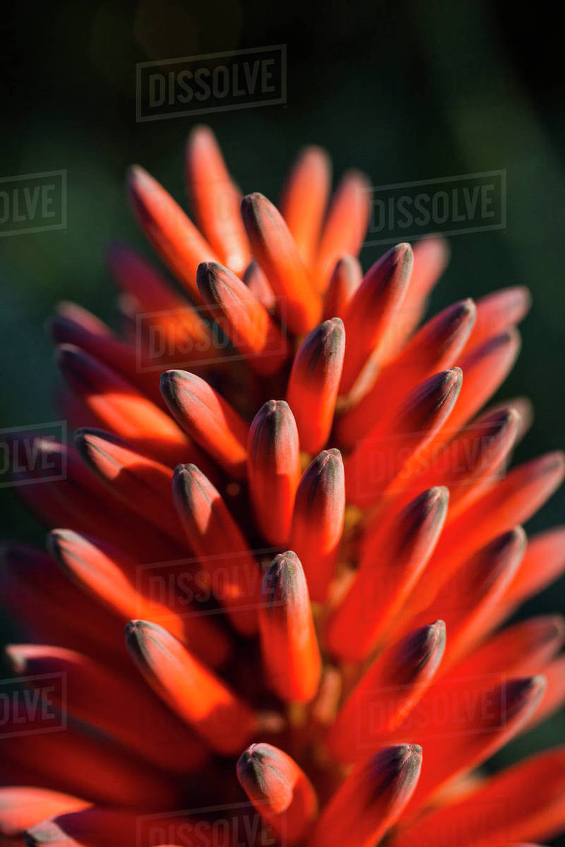 Close-up of orange wildflower - Royalty-free Stock Photo | Dissolve