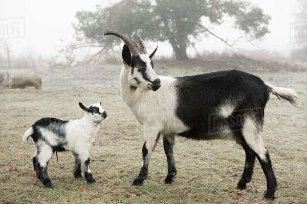 Mother and baby goat on farm - Stock Photo - Dissolve